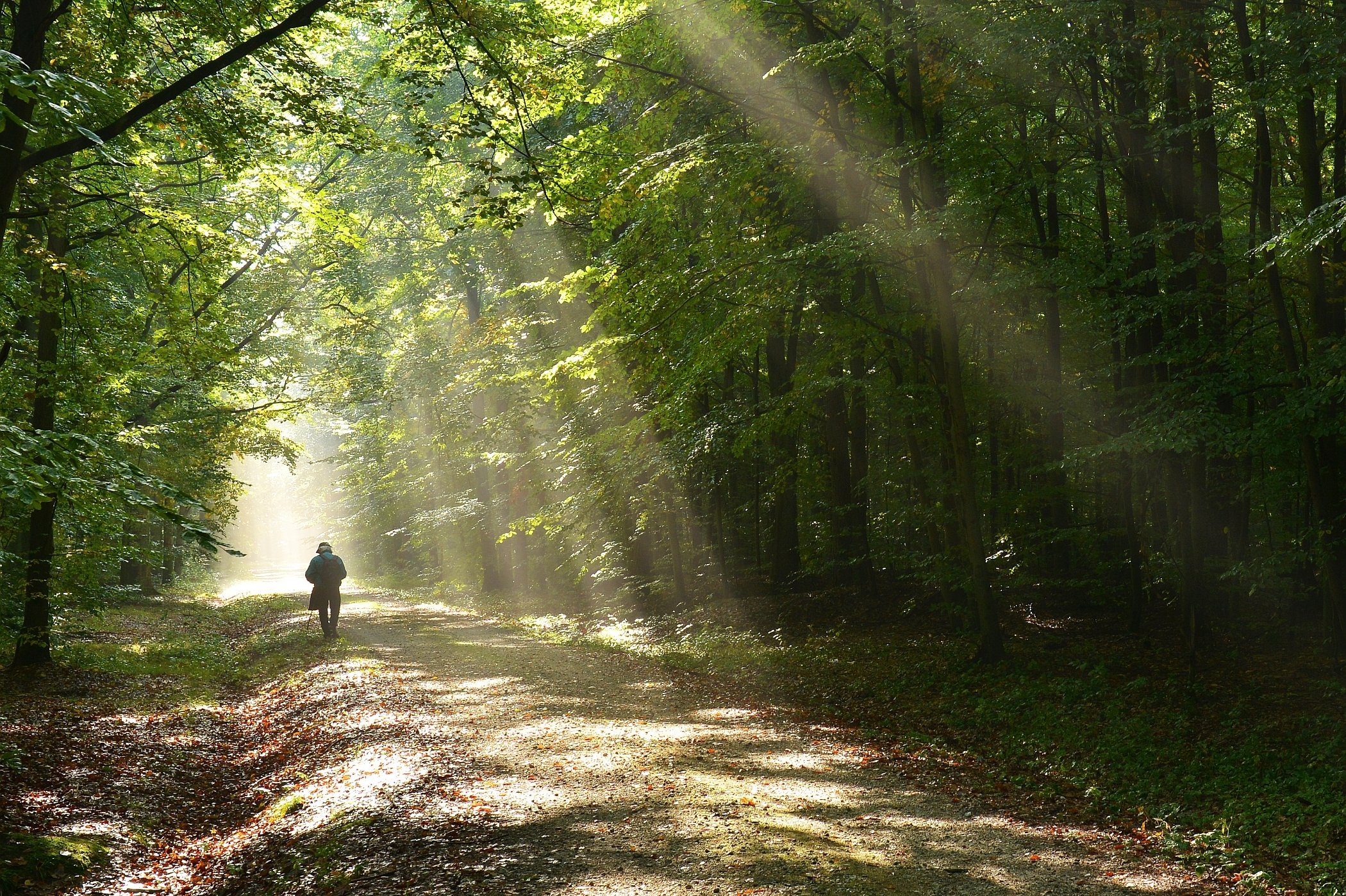 Thanks to boundless diversity, the forest is a veritable "all-rounder"