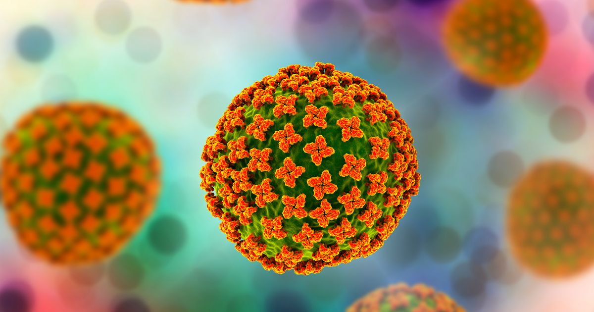 Hantavirus: Immune response after Puumala virus infection investigated