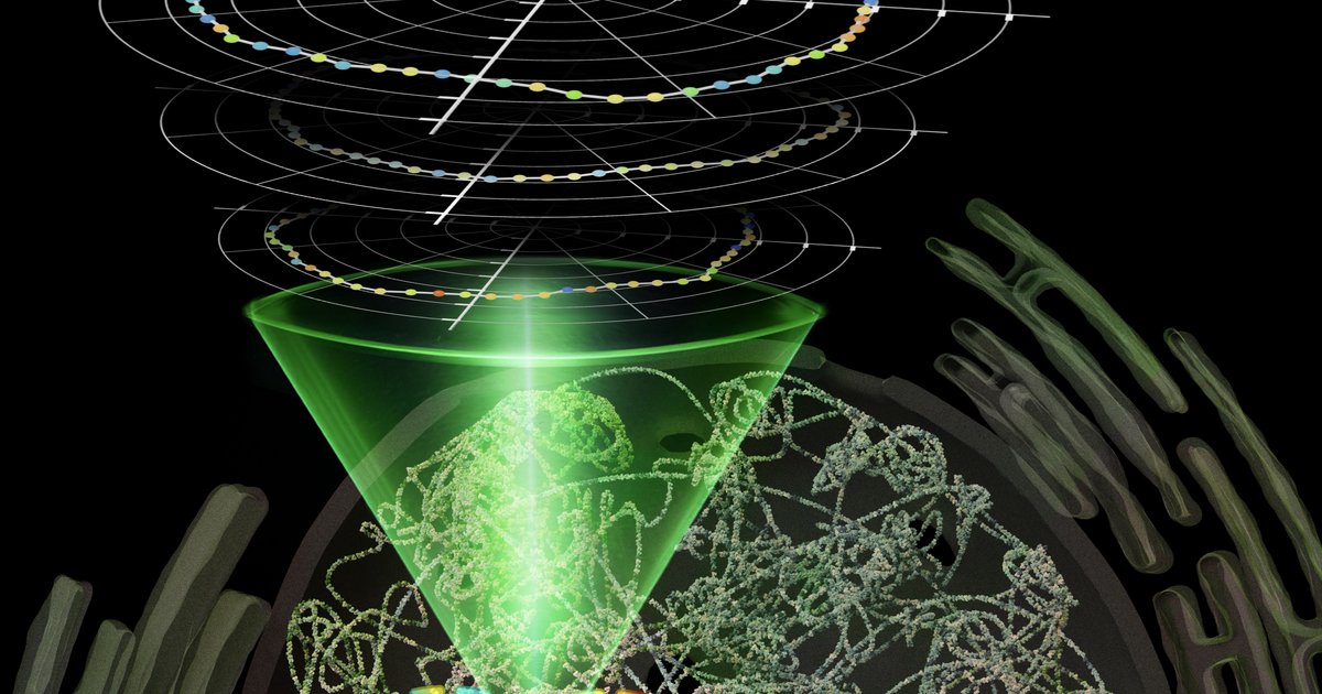 New technique visualises mechanical structure of the cell nucleus for the first time