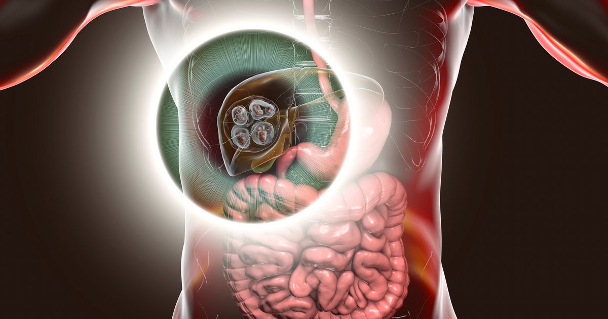 Fox tapeworm infections more common in Europe than previously assumed