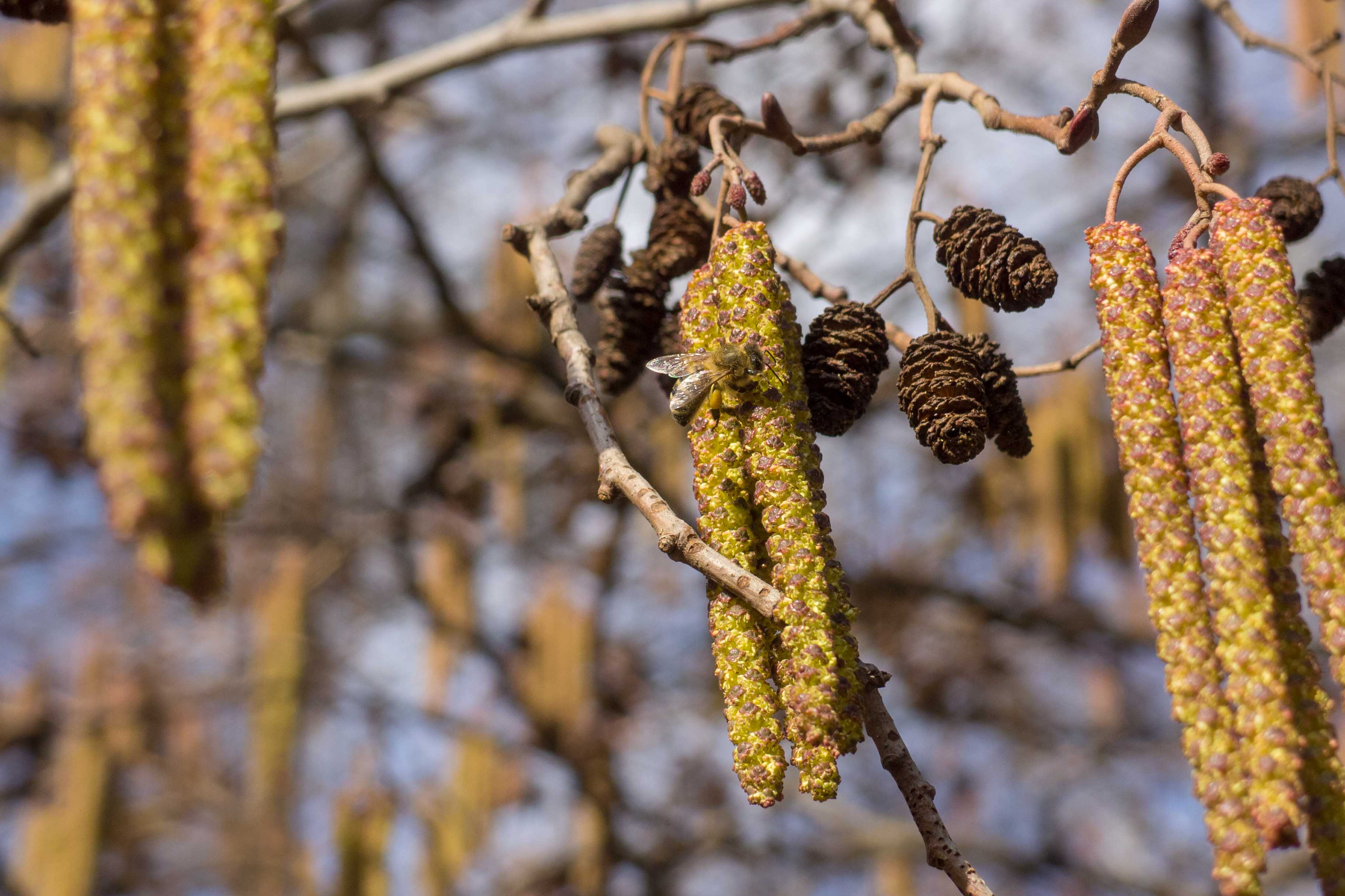 Pollenservice Wien | MedUni Wien