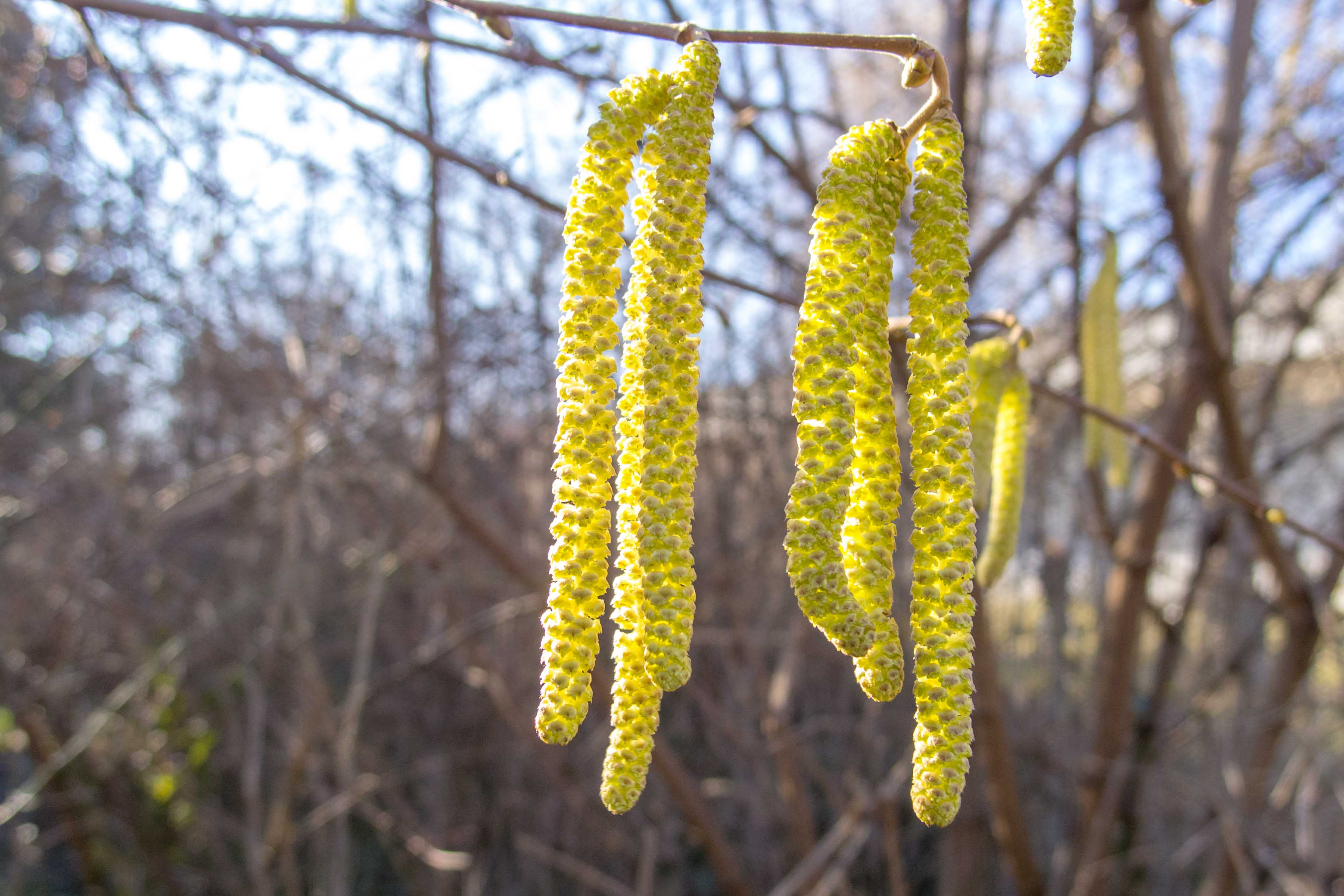 Pollenservice Wien | MedUni Wien